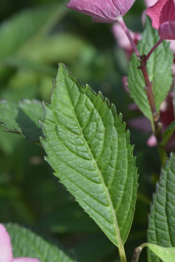 Hydrangea stock image. Image of summer, outdoors, magenta - 257268859