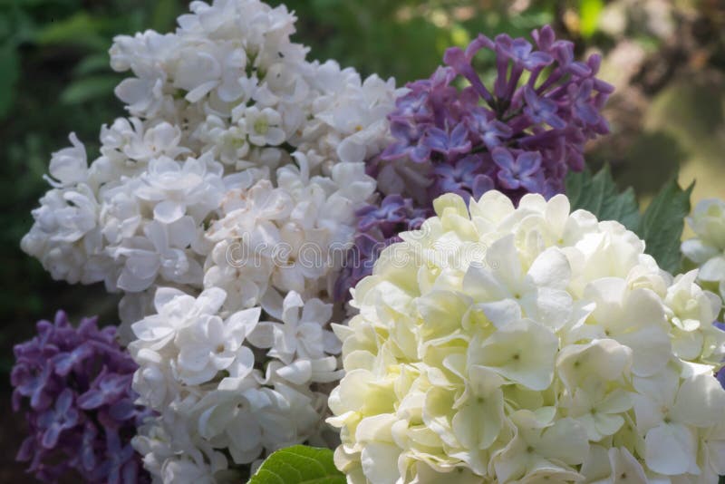 Hydrangea and Lilac Flowers Stock Image - Image of branch, garden: 93004023