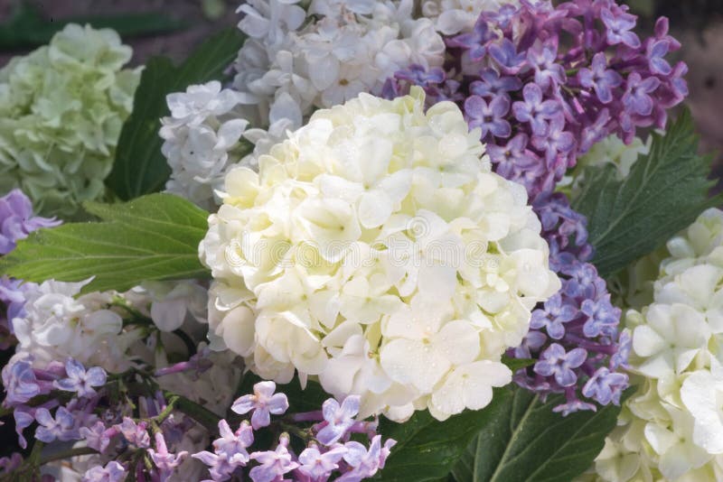 Hydrangea and Lilac Flowers Stock Photo - Image of fresh, details: 93004034