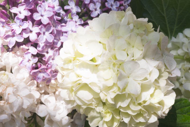 Hydrangea and Lilac Flowers Stock Image - Image of gardening, beauty ...