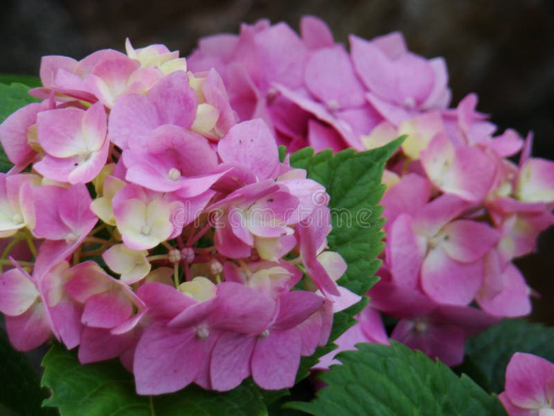Hydrangea, Lilac Flowers of Hydrangea. Photo of Large Lilac Hydrangea ...