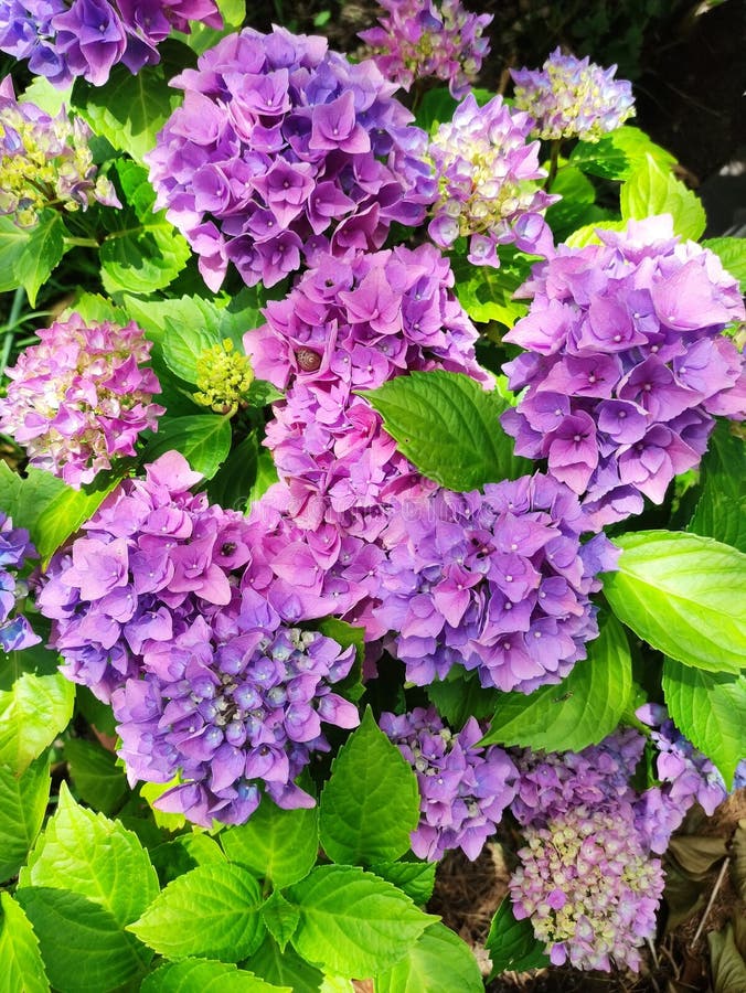 Hydrangea Mackrophyla, Purple Pink Hydrangeas Stock Image - Image of ...