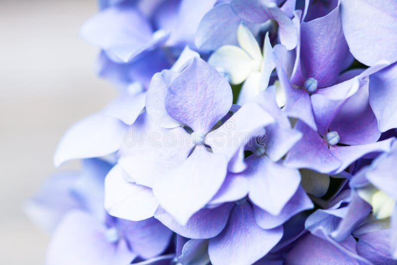 Hydrangea macro stock image. Image of floral, pastel - 42791927
