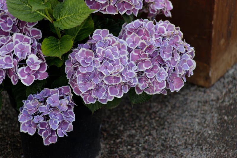 Hydrangea Macrophylla - Beautiful Bush of Hydrangea Flowers in a Garden ...