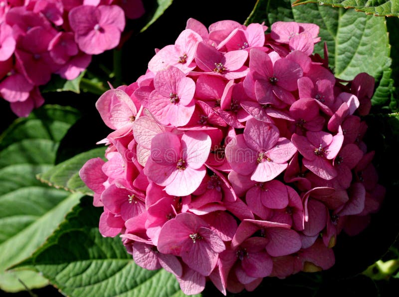 Hydrangea Macrophylla, Big Leaf Hydrangea Stock Photo - Image of shrub ...