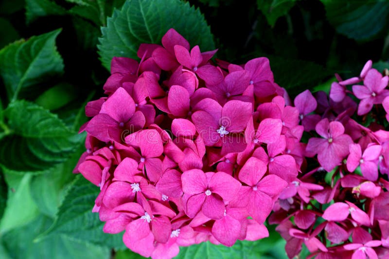 Hydrangea Macrophylla, Big Leaf Hydrangea Stock Photo - Image of ...