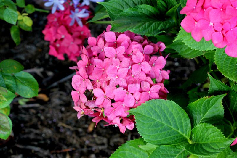 Hydrangea Macrophylla, Big Leaf Hydrangea Stock Photo - Image of ...
