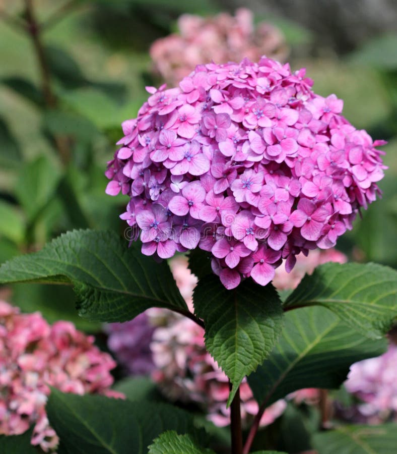Hydrangea Macrophylla, Big Leaf Hydrangea Stock Photo - Image of ...