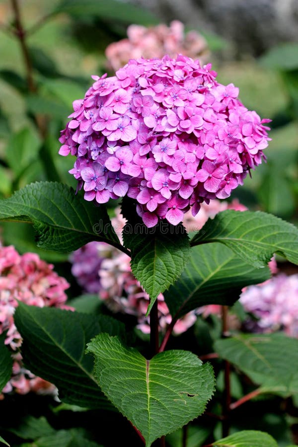 Hydrangea Macrophylla, Big Leaf Hydrangea Stock Image - Image of domed ...