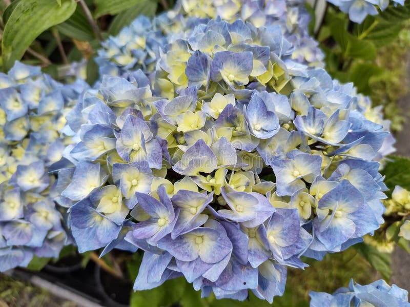 Hydrangea Macrophylla Purple Flower Heads Close-up Stock Photo - Image ...
