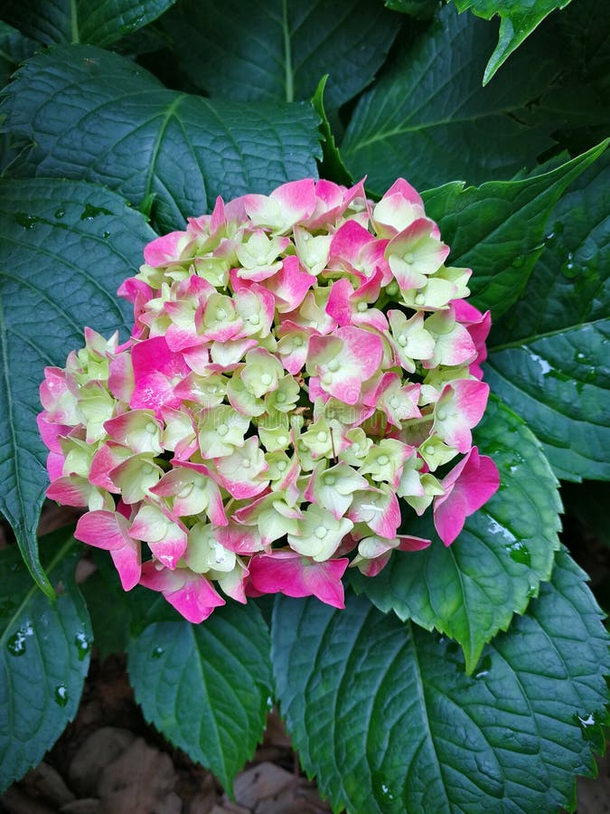Hydrangea macrophylla stock image. Image of leaves, macrophylla - 93777859