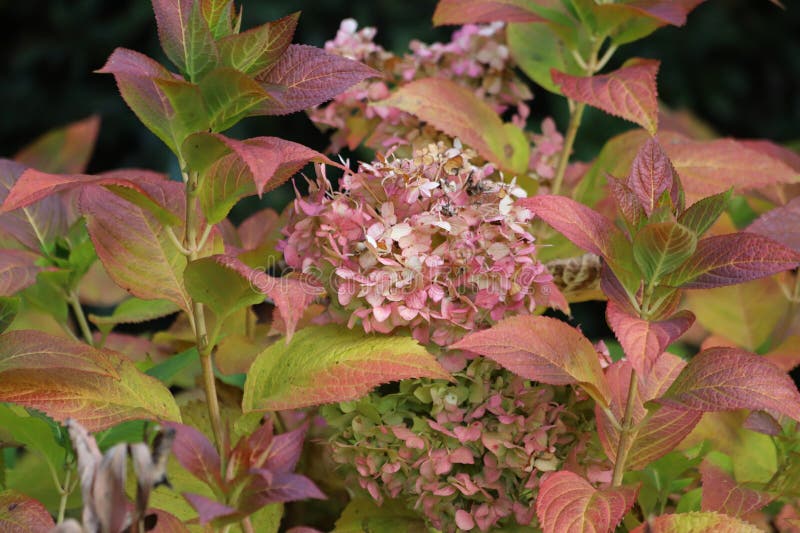 Hydrangea Macrophylla, Blooming Hydrangea in Fall Time Colors. Stock ...