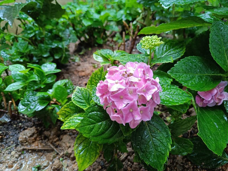 Hydrangea Macrophylla Blooms Can Be Solid,bicolored or Multicolored ...