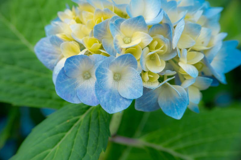 Hydrangea Macrophylla. Blue Hydrangea Flowers.Growing and Caring for ...