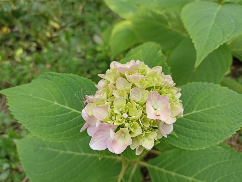 Hydrangea Macrophylla. Common Names Include Bigleaf Hydrangea, French ...
