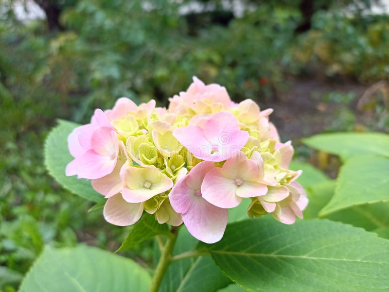 Hydrangea Macrophylla. Common Names Include Bigleaf Hydrangea, French ...