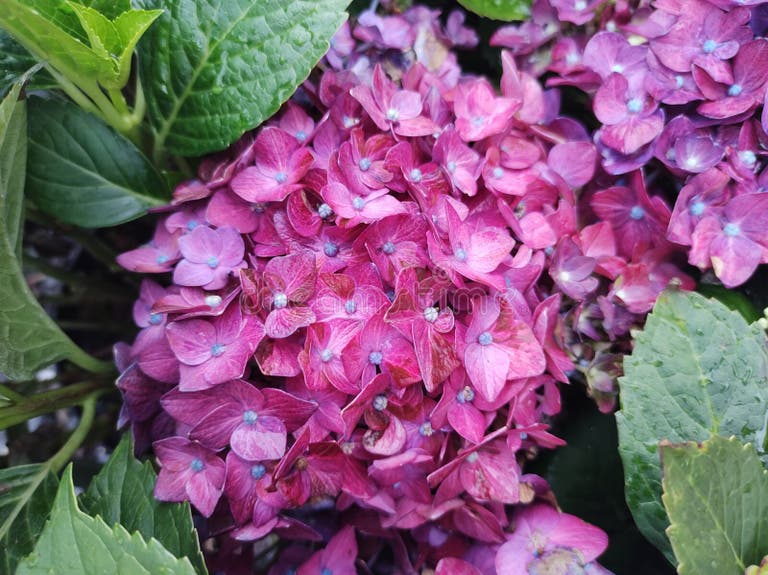 Hydrangea Macrophylla Deep Purple Dance Stock Photo - Image of mophead ...