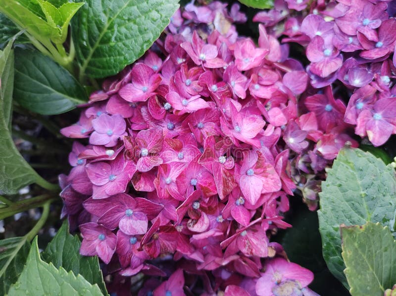 Hydrangea Macrophylla Purple Flower Heads Close-up Stock Photo - Image ...