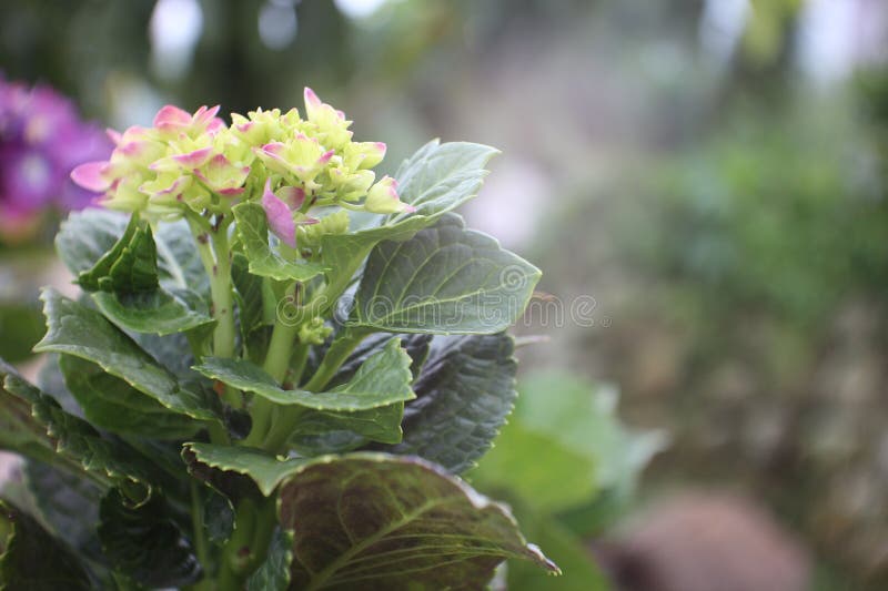 (Hydrangea Macrophylla Endless Summer ) Stock Image - Image of ...