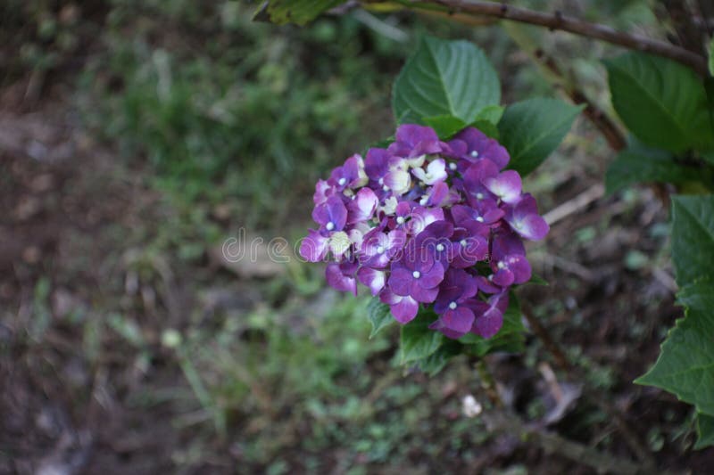(Hydrangea Macrophylla Endless Summer ) Stock Photo - Image of nature ...