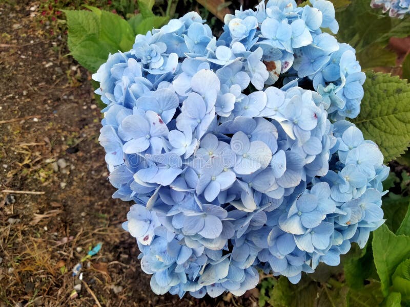 Hydrangea Macrophylla Has Large, Round Flowers with an Attractive Soft ...