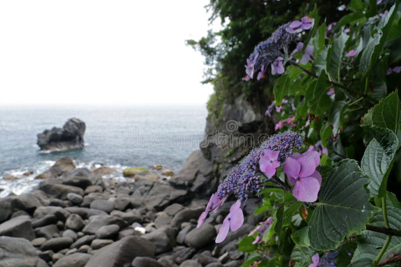 Hydrangea Macrophylla, Izu Peninsula Stock Photo - Image of penny ...