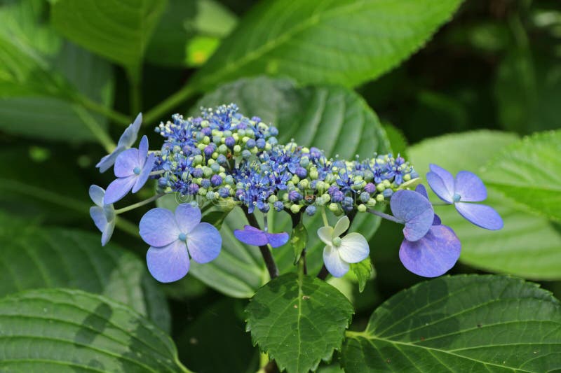 Hydrangea Macrophylla, Izu Peninsula Stock Photo - Image of flowers ...