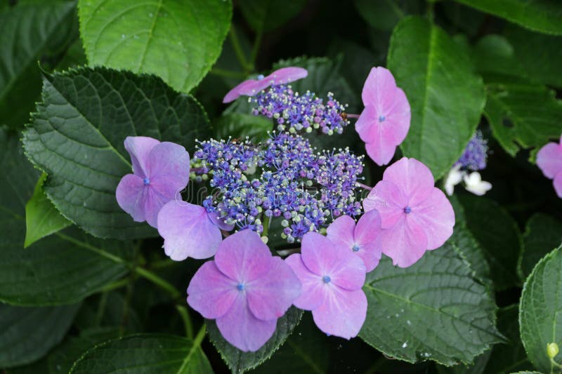 Hydrangea Macrophylla, Izu Peninsula Stock Image - Image of flora ...