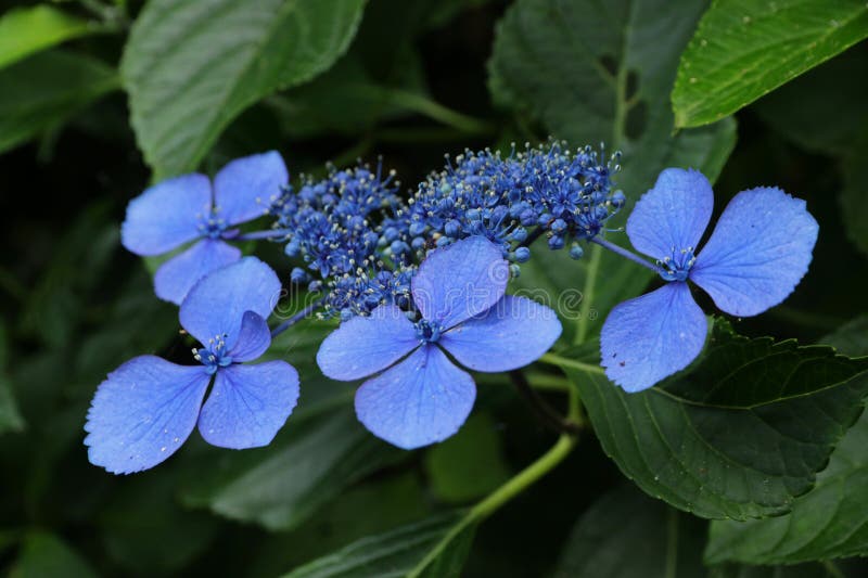 Hydrangea Macrophylla, Izu Peninsula Stock Image - Image of flowers ...