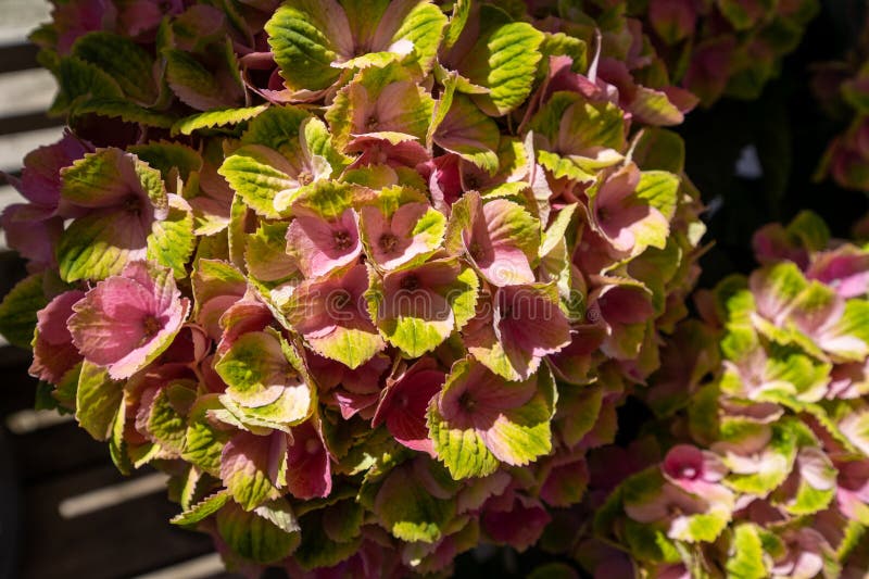 Hydrangea Macrophylla Magical Amethyst in Bright Sunlight.. Stock Image ...