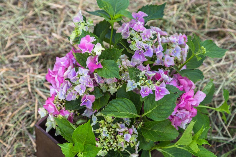 Hydrangea Macrophylla Magical Amethyst Hokomathyst Stock Image - Image ...