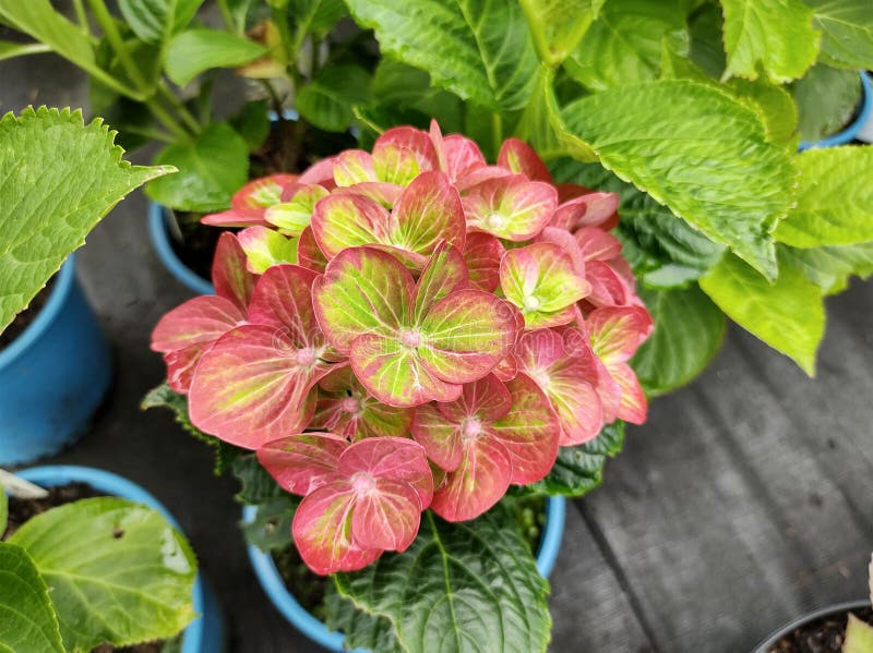 Hydrangea Macrophylla Magical Ruby Tuesday Stock Image - Image of bush ...