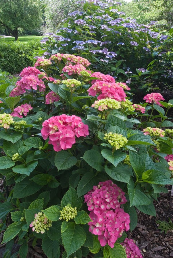 Colorful Hydrangeas in a Garden Stock Photo - Image of piamina ...