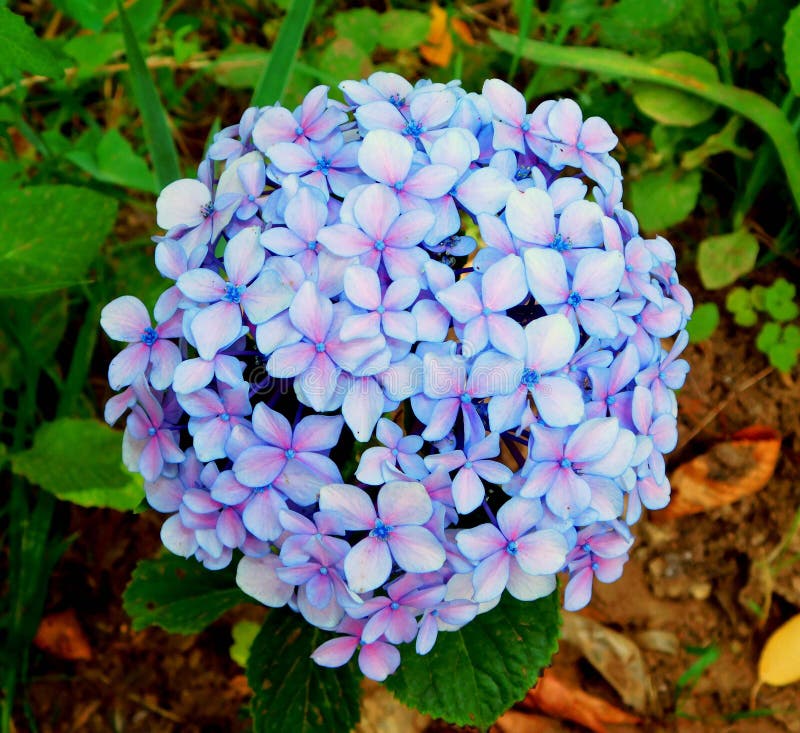 Hydrangea Macrophylla Flower Stock Image - Image of color, nature ...