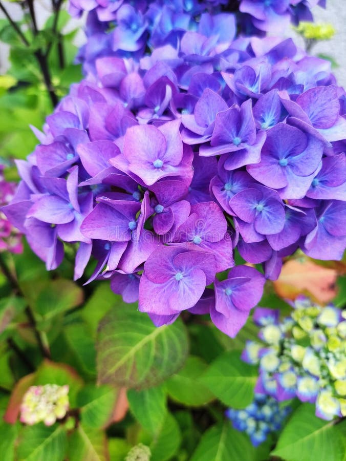 Hydrangea Macrophylla Purple Colour Stock Photo - Image of purple ...
