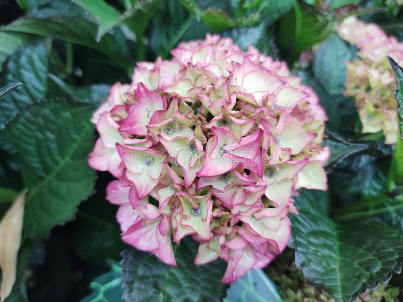 Hydrangea Macrophylla Purple Flower Heads Close-up Stock Photo - Image ...