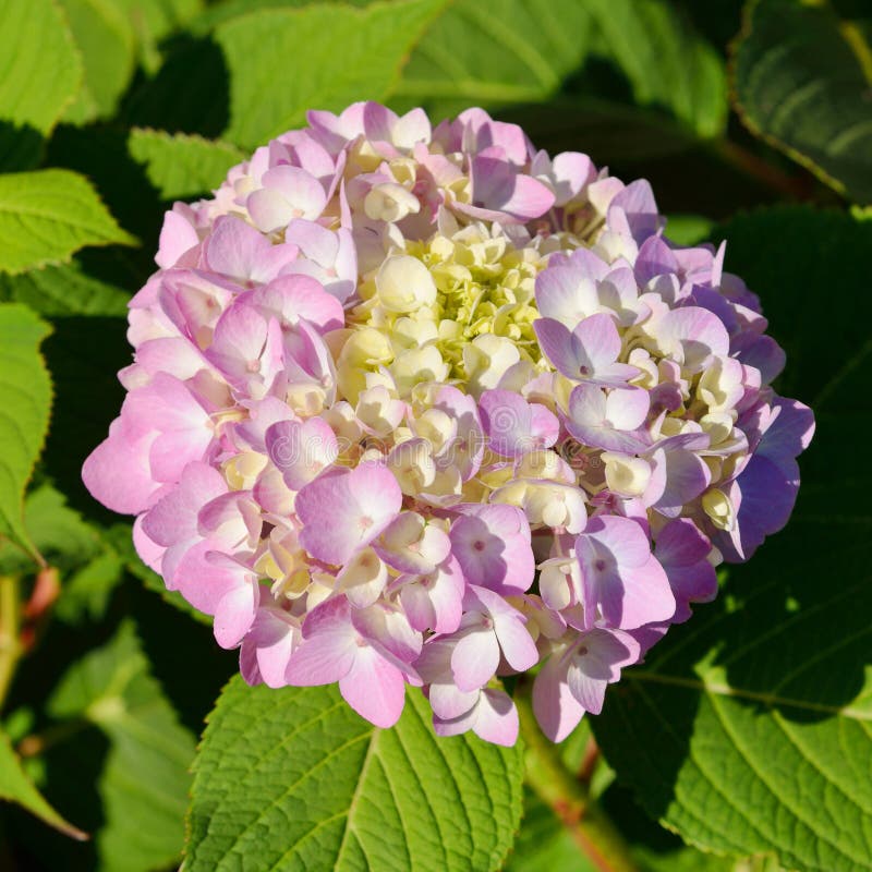 Hydrangea macrophylla stock photo. Image of flora, environment - 63275278