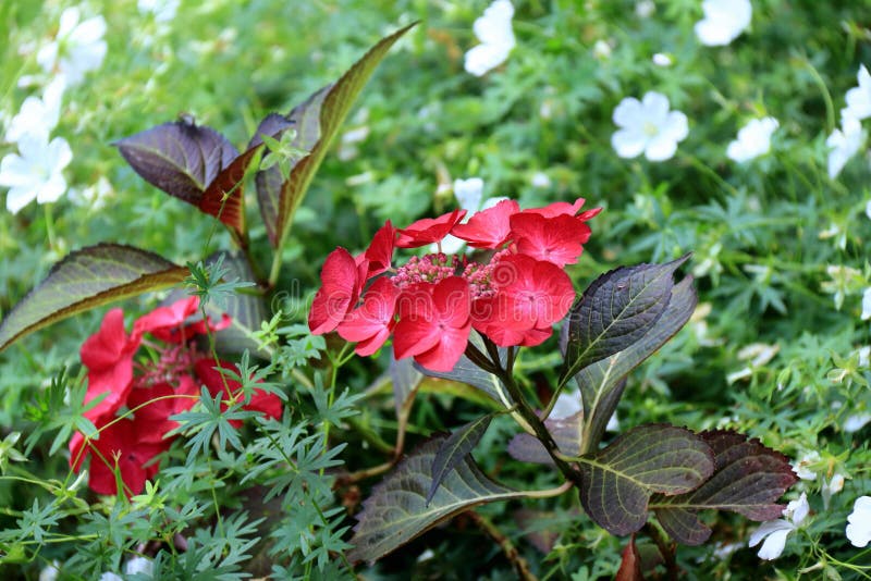 Hydrangea Macrophylla Teller Red Blooming Wildflower Stock Image ...