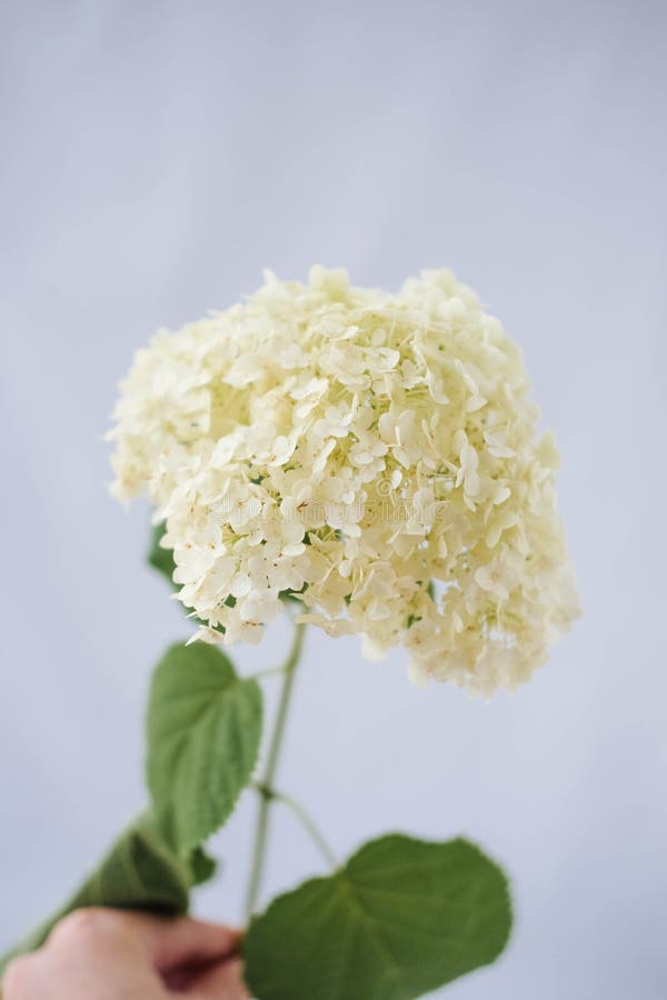 Hydrangea Macrophylla . White Hydrangea Macrophylla on White Background ...