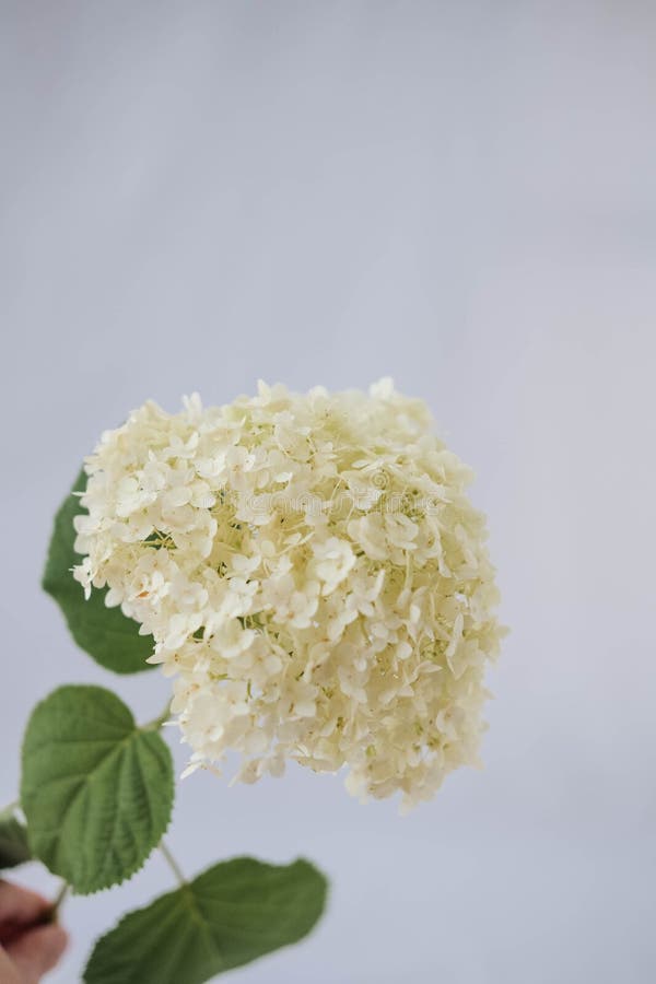 Hydrangea Macrophylla . White Hydrangea Macrophylla on White Background ...