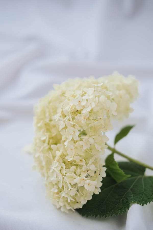 Hydrangea Macrophylla . White Hydrangea Macrophylla on White Background ...