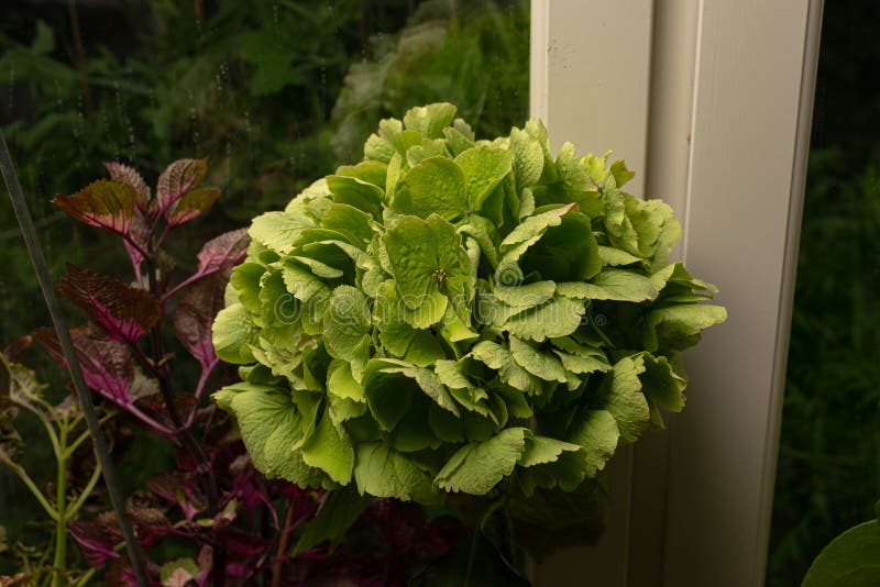 Hydrangea Macrophylla in a Window Sill.. Stock Photo - Image of closeup ...