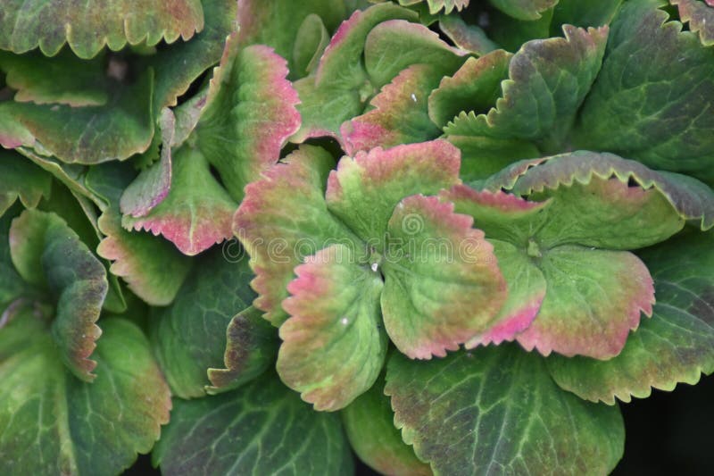 Hydrangea Magical stock photo. Image of macrophylla - 271298676