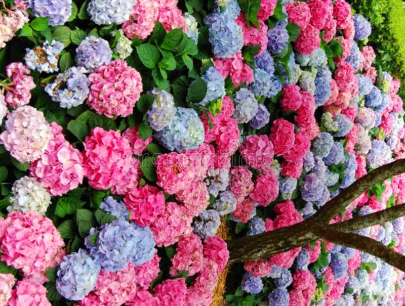 Hydrangea in Multi Colors stock image. Image of change - 5257971