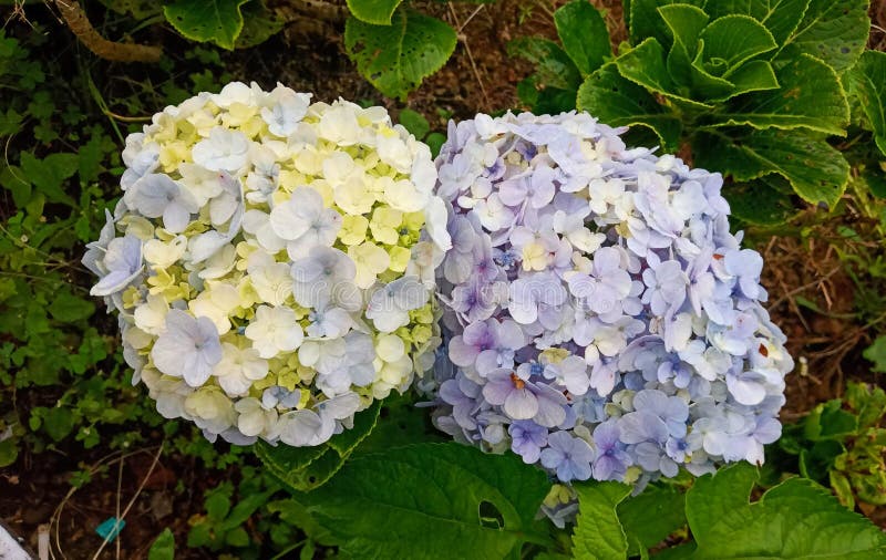 Hydrangea Multicolor Flowers Stock Photo - Image of nature, hydrangea ...