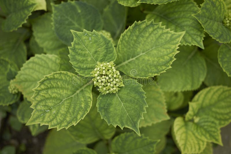 Hydrangea close up stock photo. Image of closeup, leaves - 118079692