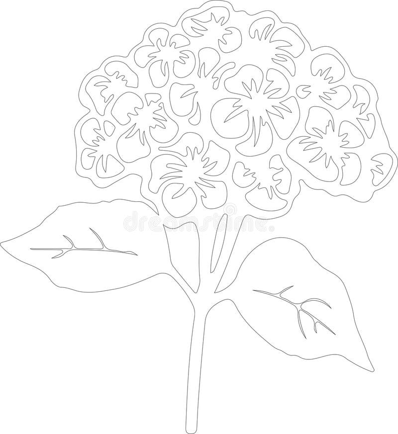 Hydrangea Outline Stock Illustrations – 2,127 Hydrangea Outline Stock ...