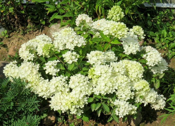 Hydrangea Paniculata Bombshell in the Garden Stock Photo - Image of ...