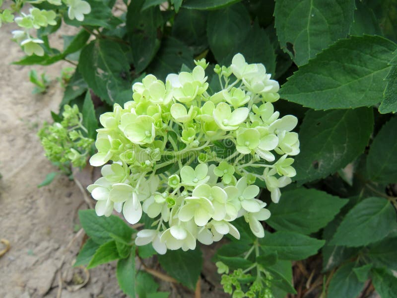 Hydrangea Paniculata Bombshell in the Garden Stock Photo - Image of ...