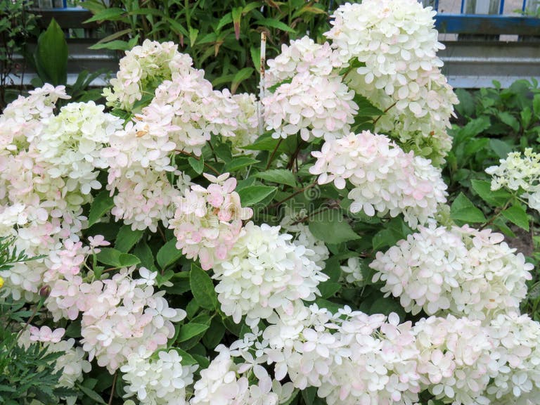 Hydrangea Paniculata Bombshell in the Garden Stock Photo - Image of ...